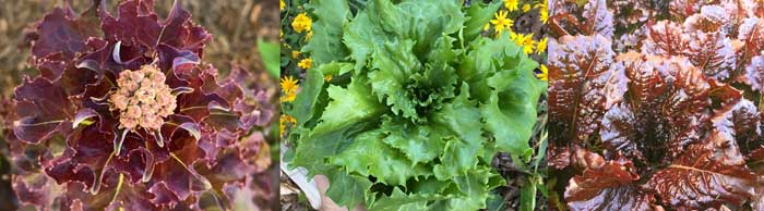 How to grow lettuce: tips & tricks for gardeners (plus video ...