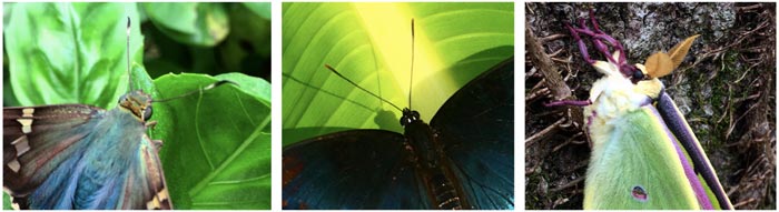 Long-tailed skippers: bean pest or helpful butterfly? - GrowJourney