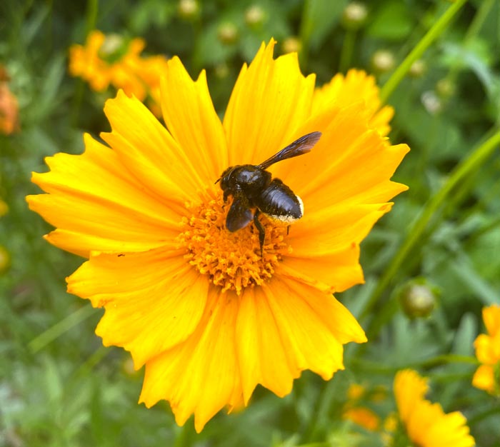 15 ways to create habitat for native bees in your garden - GrowJourney