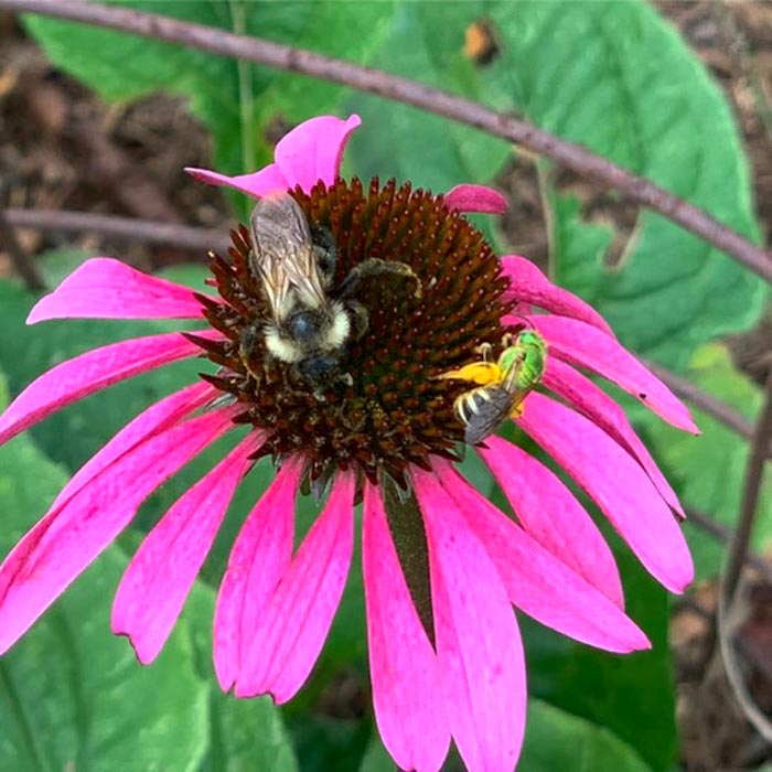 15 ways to create habitat for native bees in your garden - GrowJourney