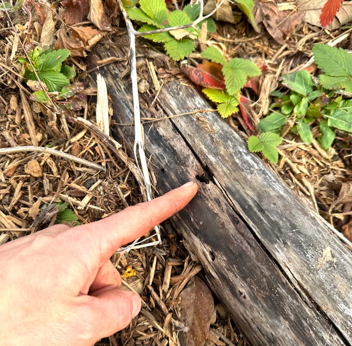 15 ways to create habitat for native bees in your garden - GrowJourney