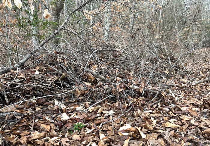 15 ways to create habitat for native bees in your garden - GrowJourney