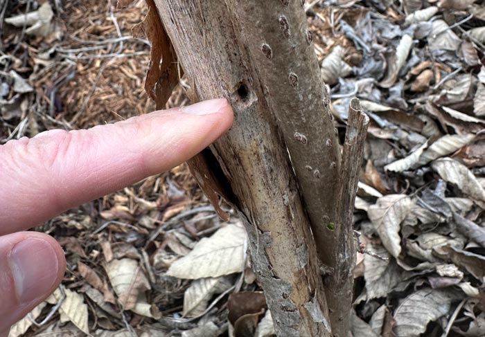 15 ways to create habitat for native bees in your garden - GrowJourney