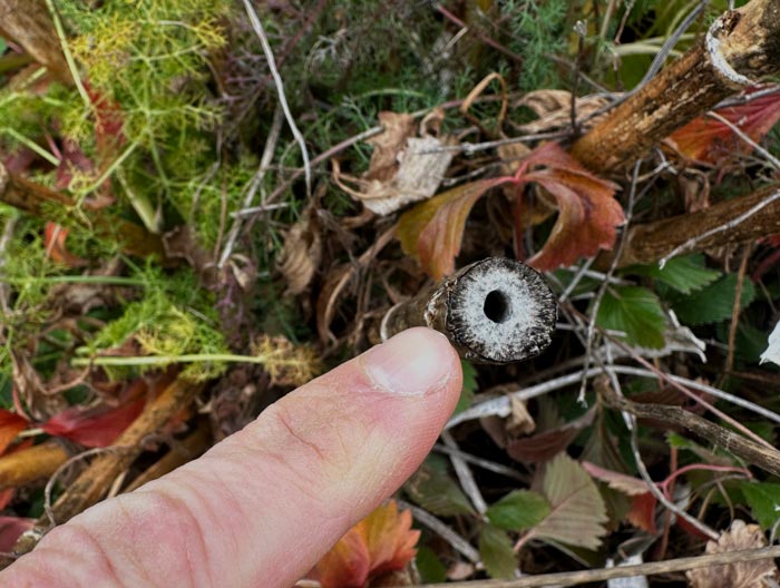 15 ways to create habitat for native bees in your garden - GrowJourney