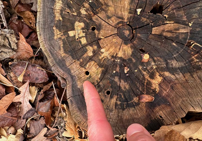 15 ways to create habitat for native bees in your garden - GrowJourney