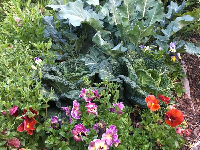 Are pansy flowers edible? Yes! Here’s how to grow and eat them ...