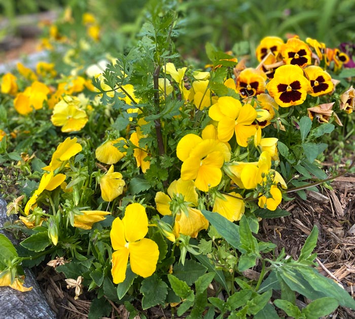 Are pansy flowers edible? Yes! Here’s how to grow and eat them ...