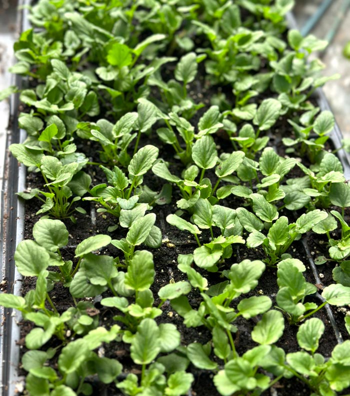 Are pansy flowers edible? Yes! Here’s how to grow and eat them ...