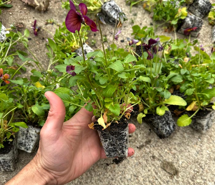 Are pansy flowers edible? Yes! Here’s how to grow and eat them ...