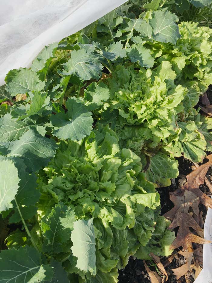 Clear plastic vs fabric row cover: which is better for you? - GrowJourney