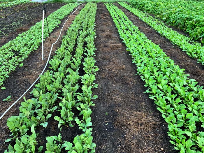 Small farm series intro: what is a small regenerative farm? - GrowJourney