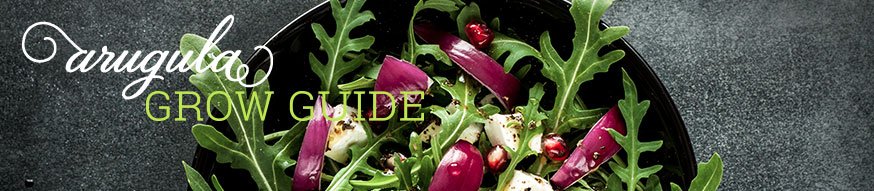 Gardening Guide: Arugula - GrowJourney