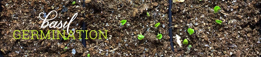 Gardening Guide: Basil - GrowJourney