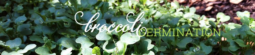 Broccoli Gardening Guide - GrowJourney