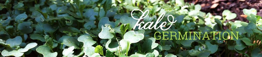 Gardening Guide: Kale - GrowJourney
