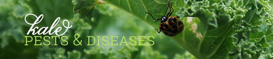 Gardening Guide: Kale - GrowJourney