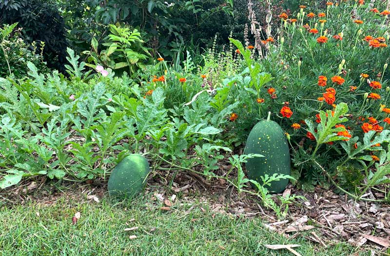 Watermelon Plant