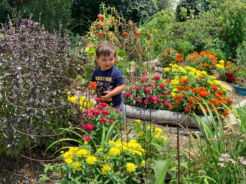 Gardening Guide: Basil - GrowJourney