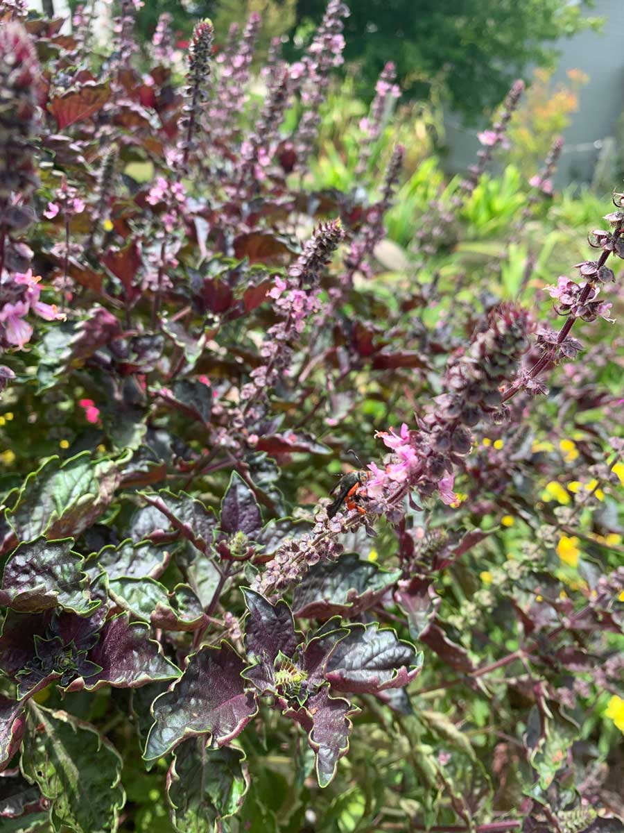 Gardening Guide: Basil - GrowJourney