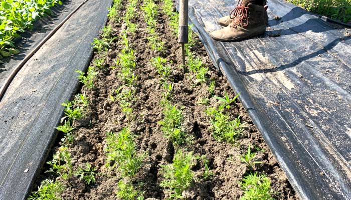 Organic weed control: how-to with farmer Chris Miller - GrowJourney