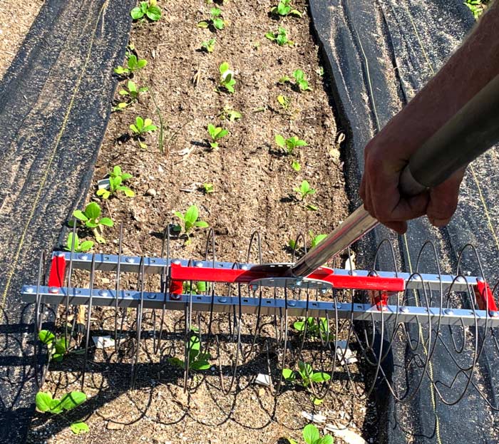 Organic weed control: how-to with farmer Chris Miller - GrowJourney
